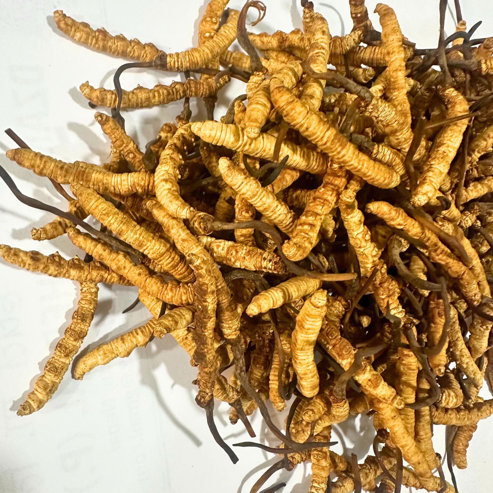 Premium Cordyceps Sinensis 30 Pieces | Best Quality Yarshagumba-30 ...