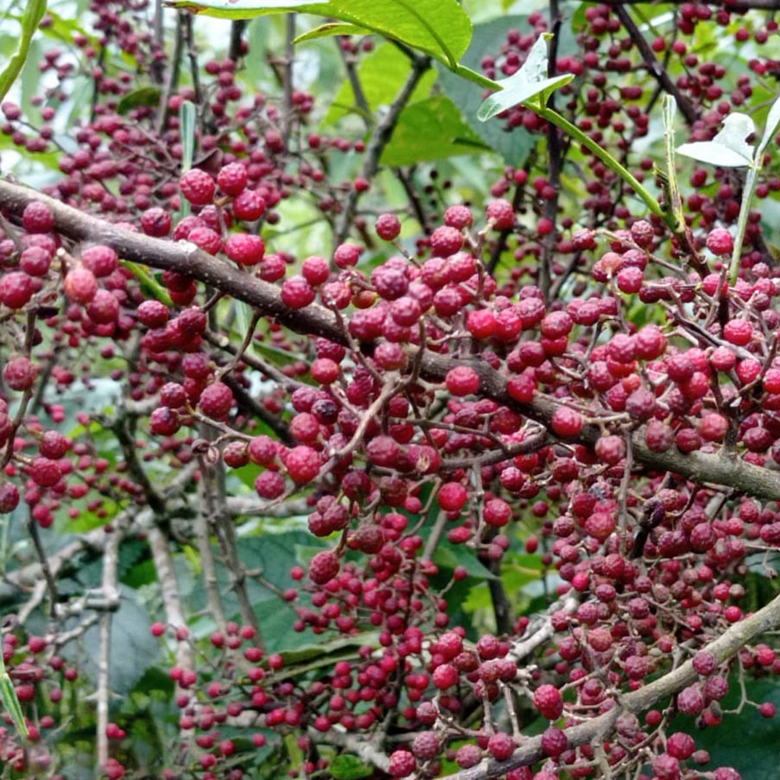 Seedless Timut Peppercorn - Premium Wild-harvested Nepali Sichuan ...