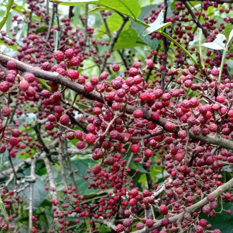 Seedless Timut Peppercorn - Premium Wild-harvested Nepali Sichuan ...