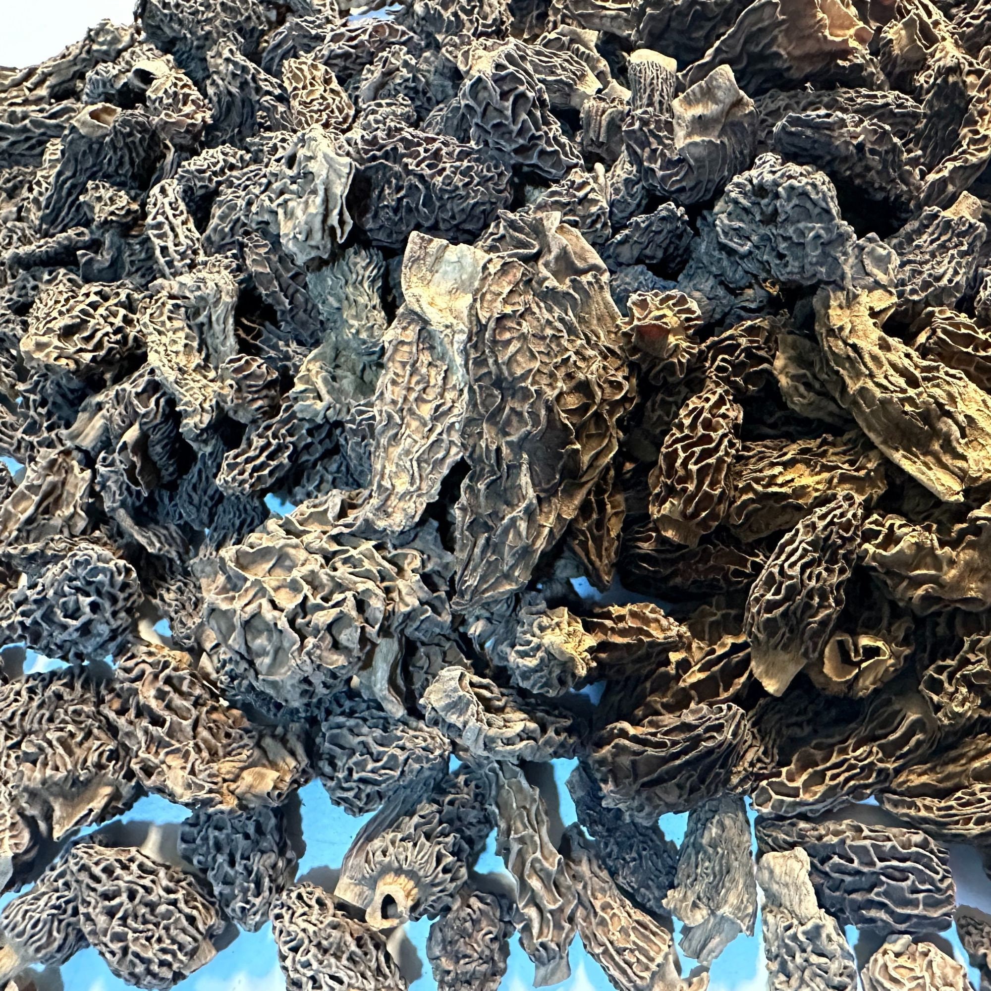Himalayan Dried Morel Mushrooms: Wild-crafted Gourmet Food (900g-1 ...