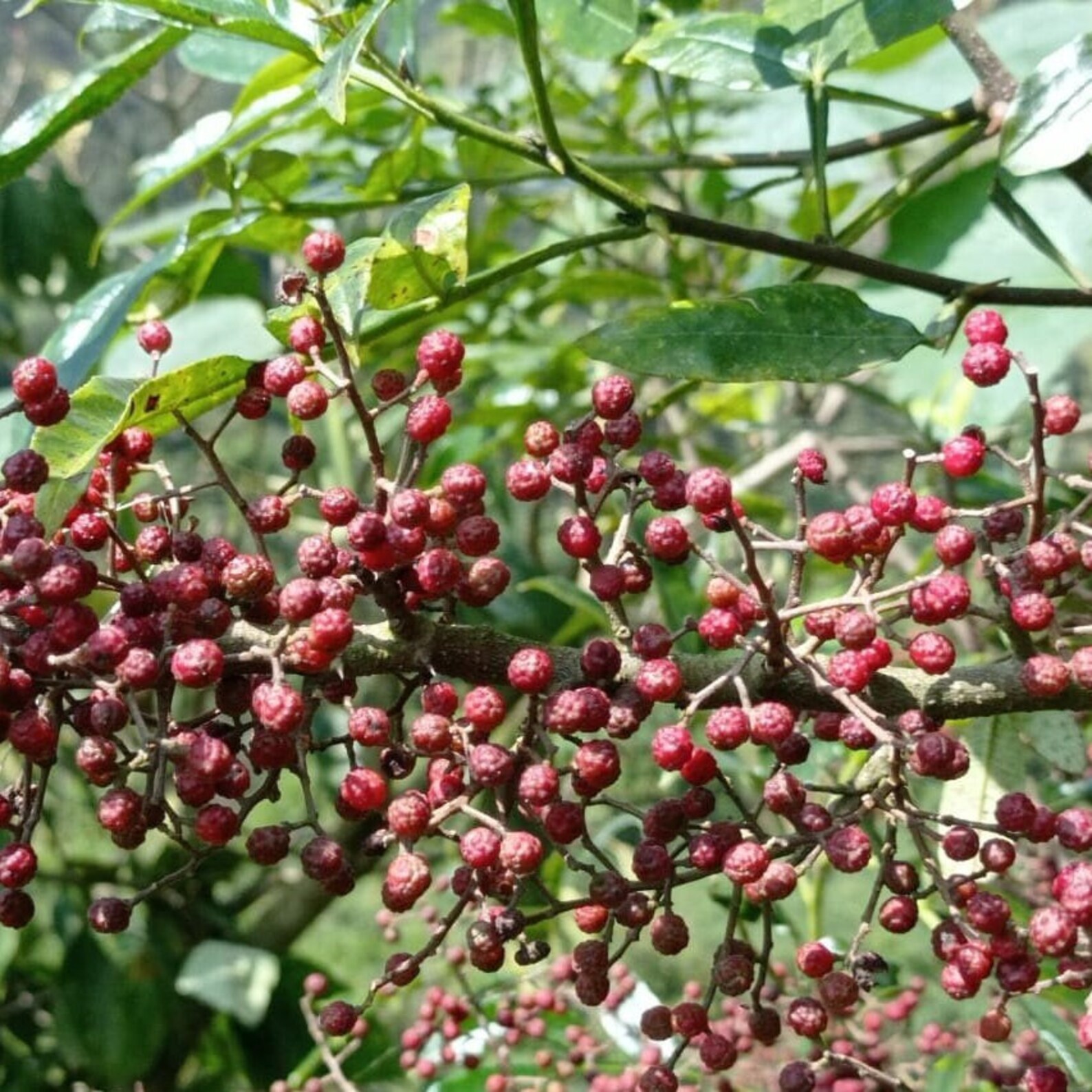 Himalayan Timut Pepper (szechuan Style) - Natural Wild Crafted Seedless ...