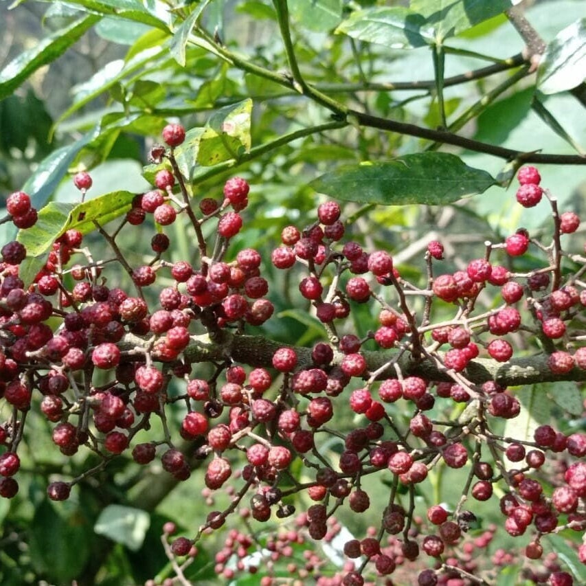 Himalayan Timut Pepper (szechuan Style) - Natural Wild Crafted Seedless ...