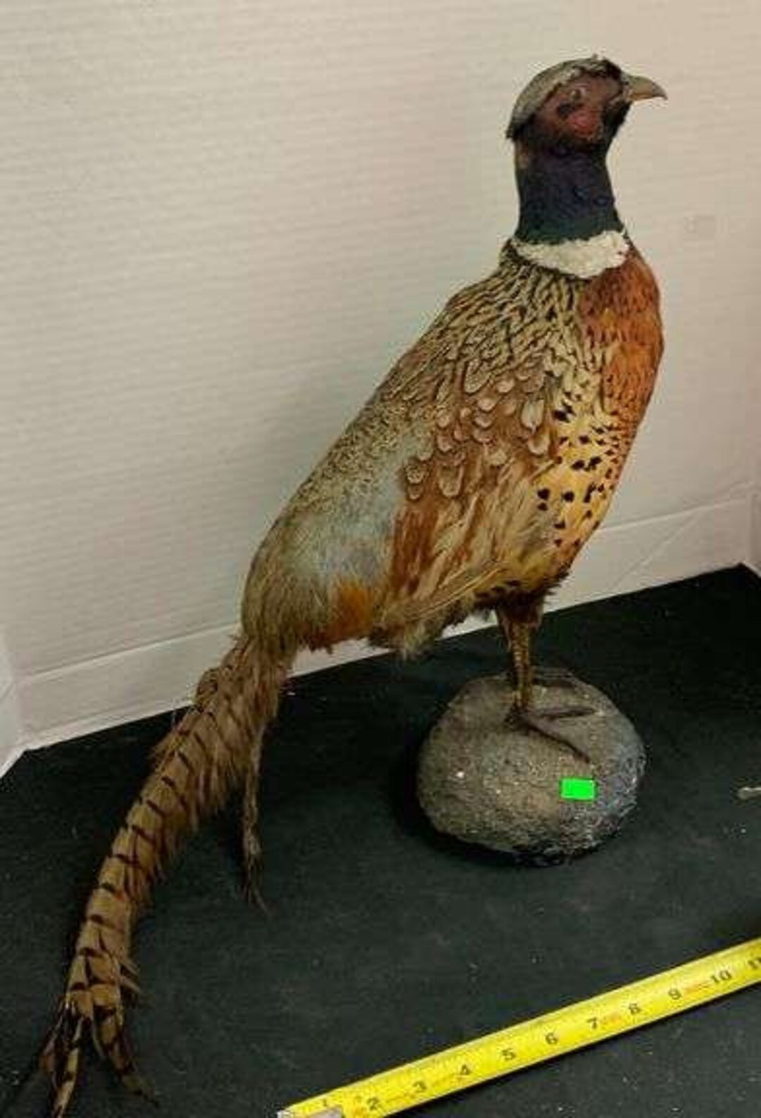 Pheasant Adult Full Body Mount Long Tail Beautiful tax - Etsy