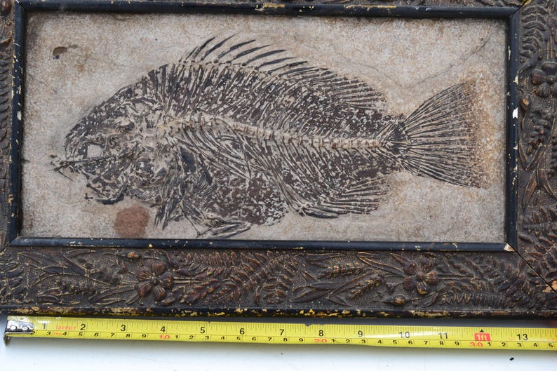 Vintage Rare Priscacara Fish Fossil Slab, Large, Framed, Green River ...