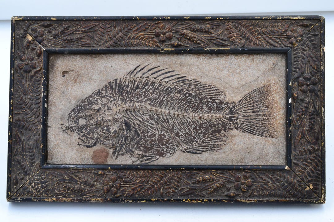 Vintage Rare Priscacara Fish Fossil Slab, Large, Framed, Green River ...