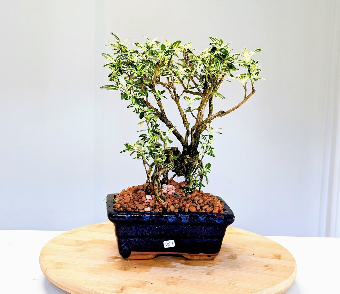 Tree of Thousand Stars - Etsy UK