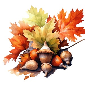 Watercolor Autumn Maple and Oak Leaves Clipart With Acorns in PNG ...