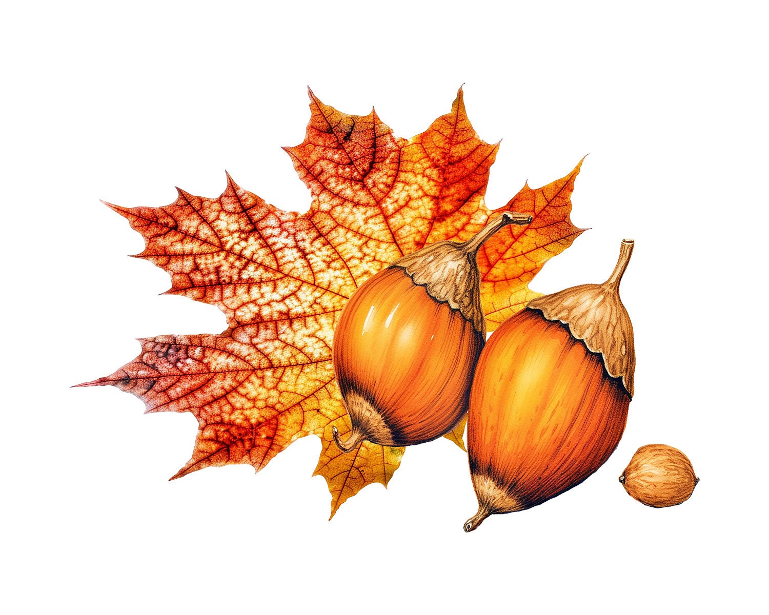 Watercolor Acorn Leaves Clipart Bundle Acorn and Maple Leave Clipart ...