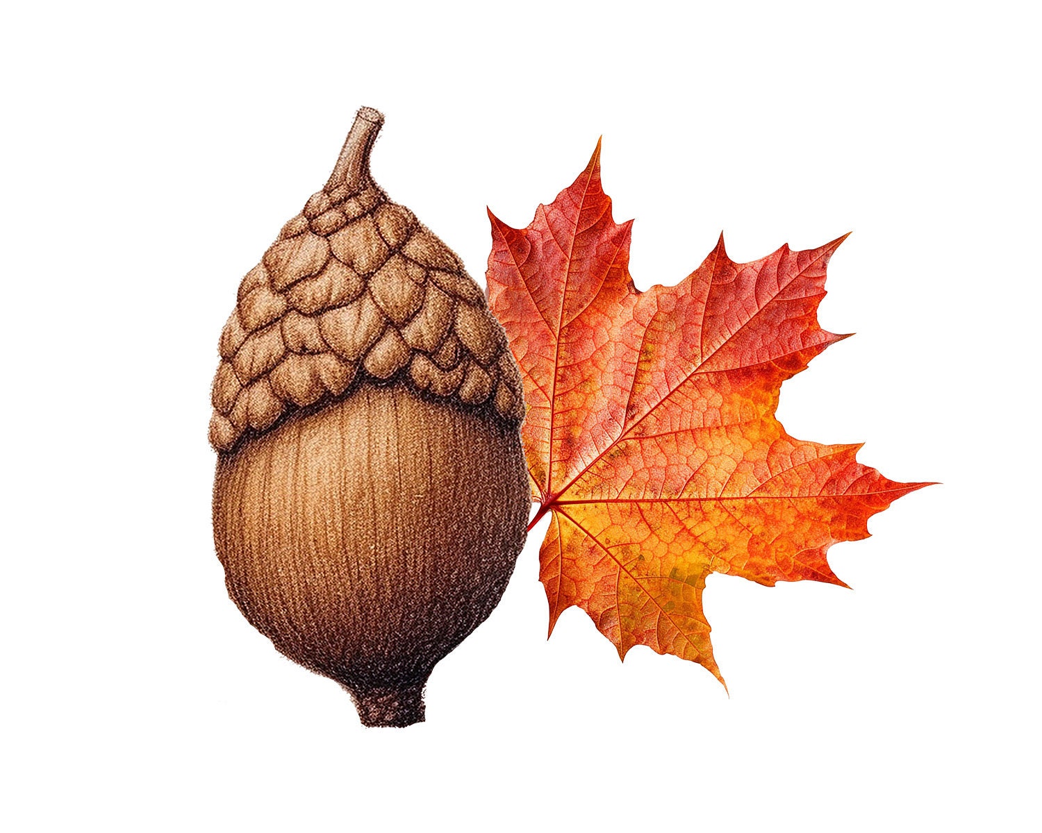 Watercolor Acorn Leaves Clipart Bundle Acorn and Maple Leave Clipart ...