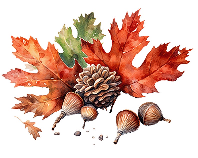 Watercolor Autumn Maple and Oak Leaves Clipart With Acorns in PNG ...
