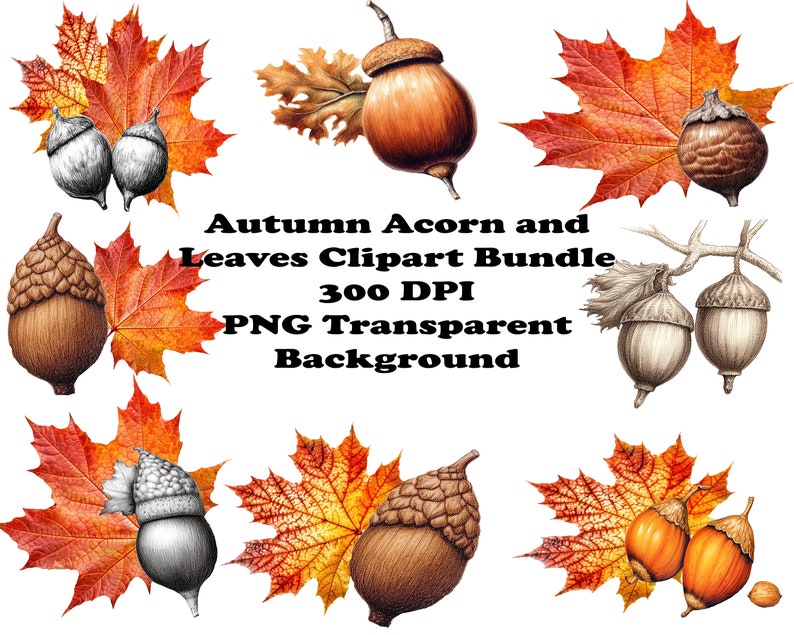 Watercolor Acorn Leaves Clipart Bundle Acorn and Maple Leave Clipart ...