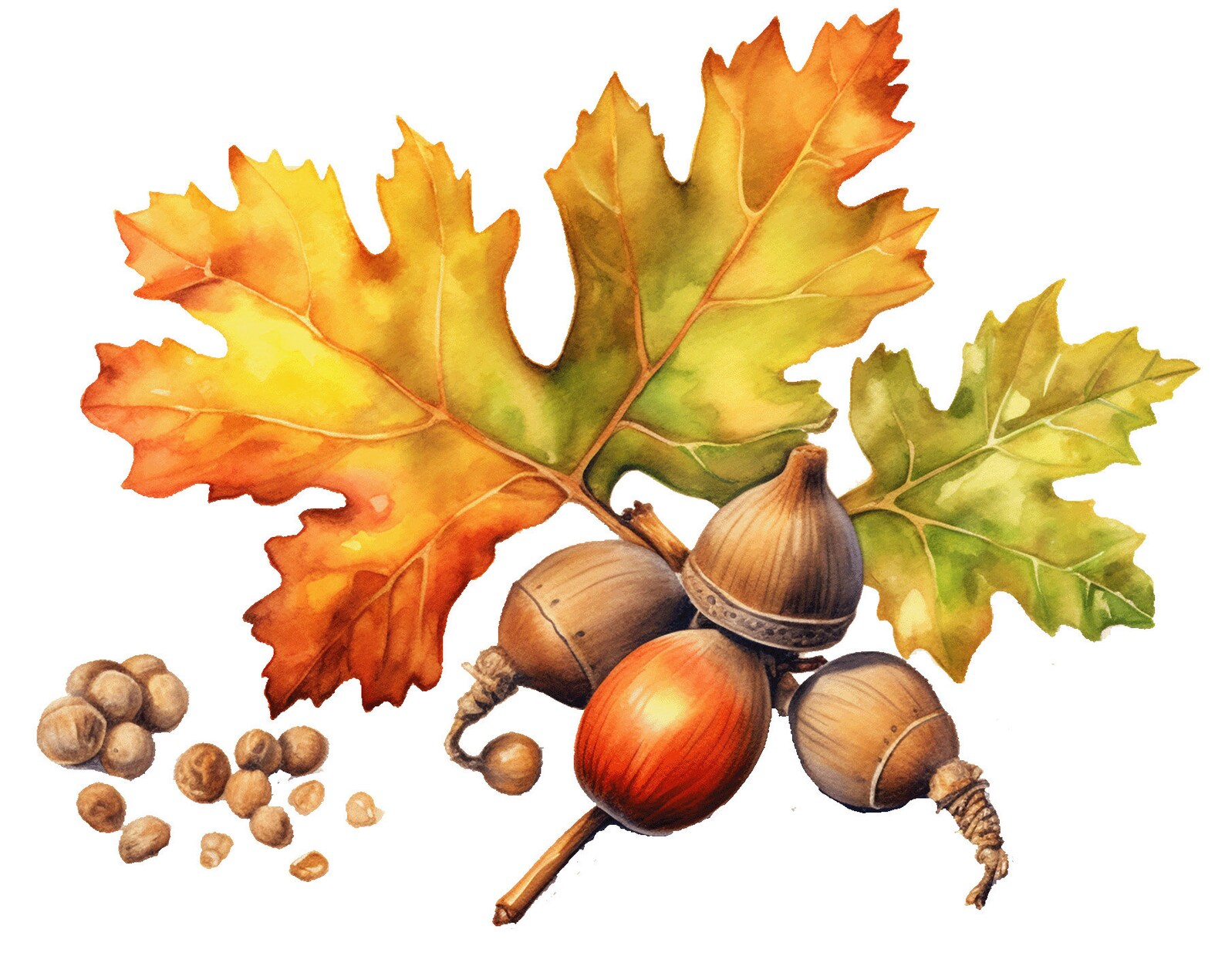 Watercolor Autumn Maple and Oak Leaves Clipart With Acorns in PNG ...