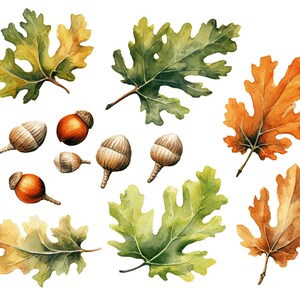 Watercolor Autumn Maple and Oak Leaves Clipart With Acorns in PNG ...