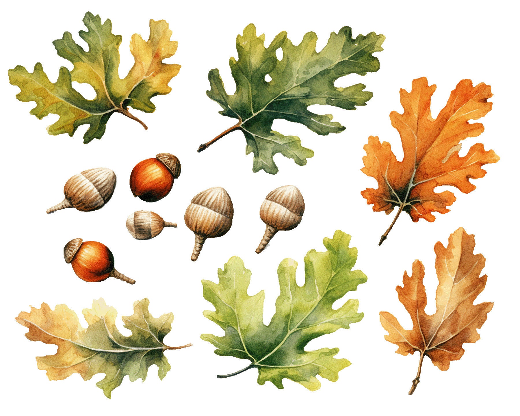 Watercolor Autumn Maple and Oak Leaves Clipart With Acorns in PNG ...