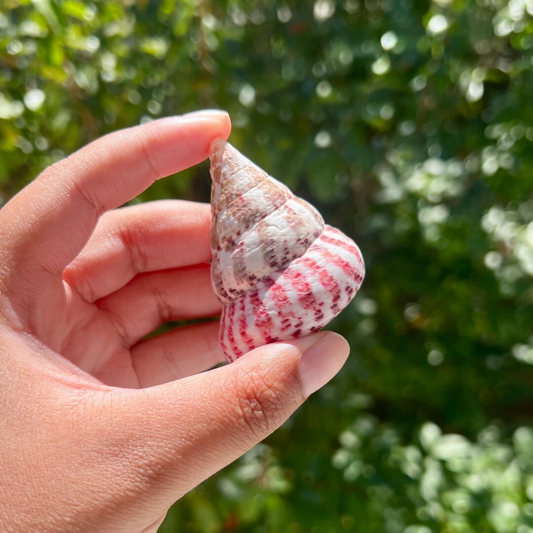 Pink Cone Top Shell - Etsy