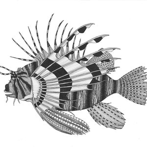 Tropical Lion Fish Print - Etsy