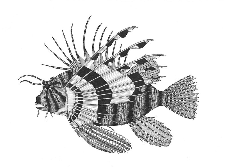 Tropical Lion Fish Print - Etsy