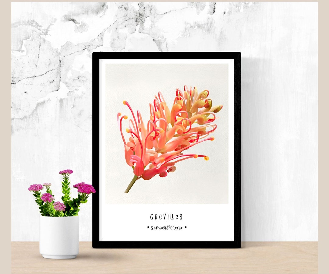 Australian Native Grevillea Illustrated Print - Etsy
