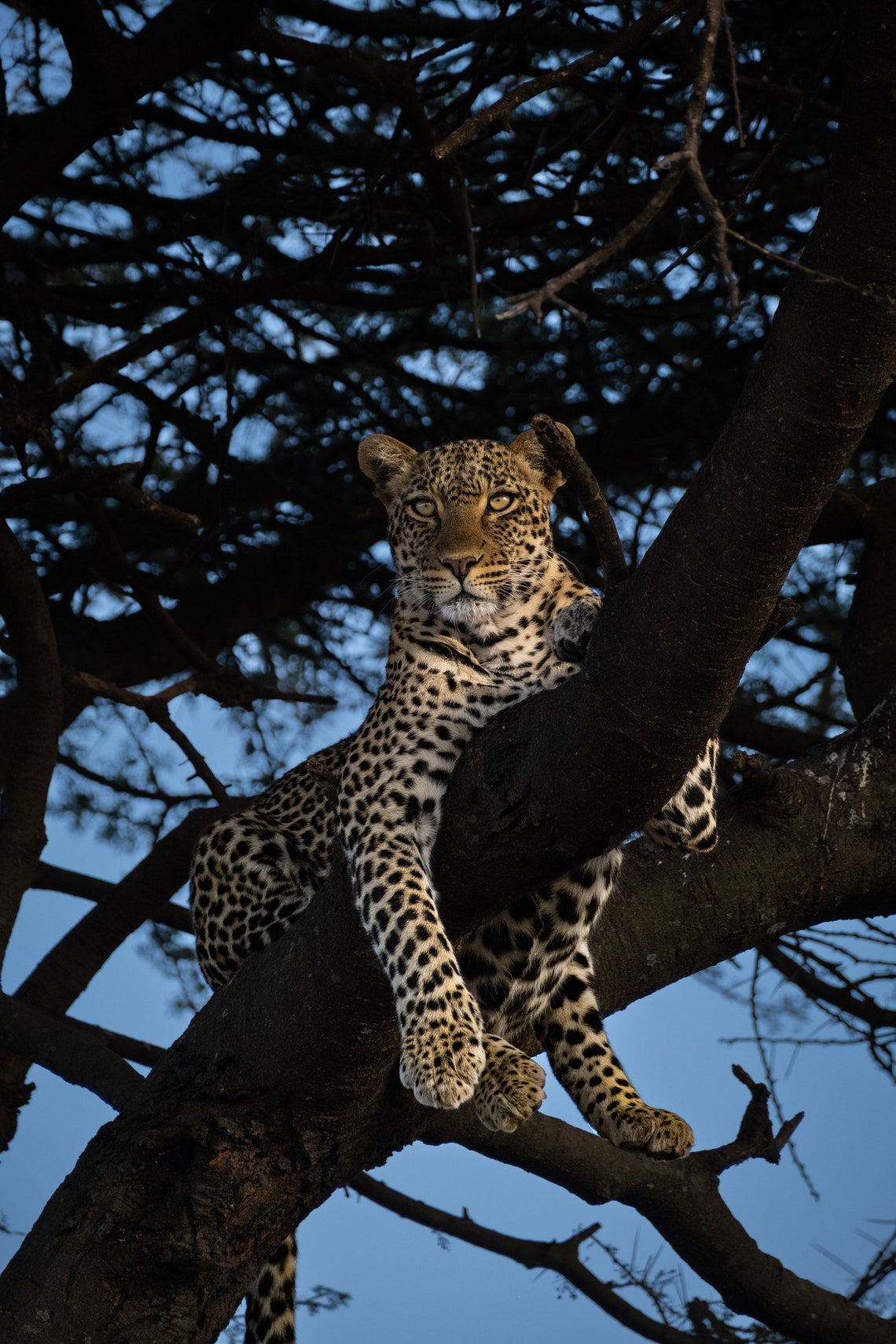 Leopard Relaxing in the Trees Serengeti National Park, Tanzania East ...