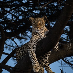 Leopard Relaxing in the Trees Serengeti National Park, Tanzania East Africa Safari DIGITAL ...