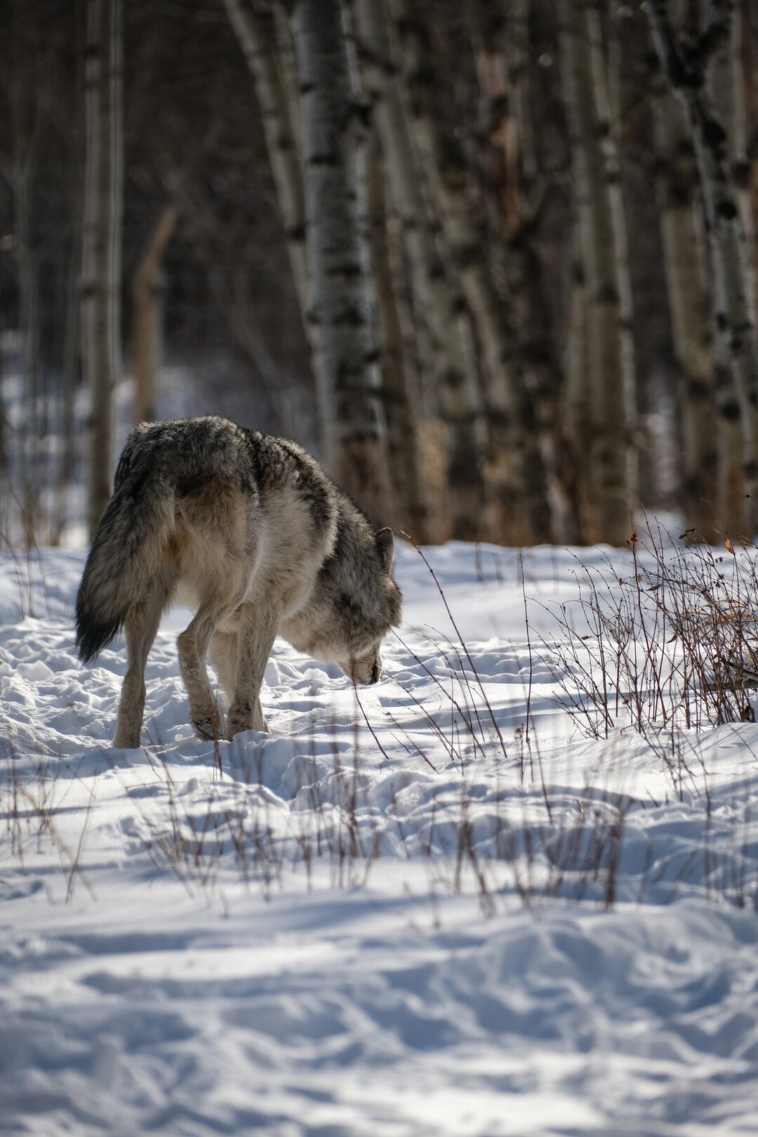 Wolfdog Wandering Through the Snow Alberta, Canada Calgary Winter ...