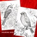 30 Birds and Flowers Coloring Page, Flower Coloring, Birds Coloring ...