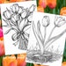 15 Tulips Coloring Page, Flowers Coloring Book, Tulips Coloring Book ...