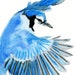 Blue Jay Art Print - Etsy