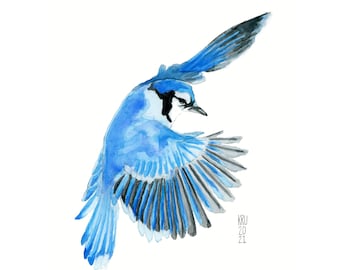 Blue Jay Art Print Watercolor Painting by Artist DJ Rogers Wildlife ...