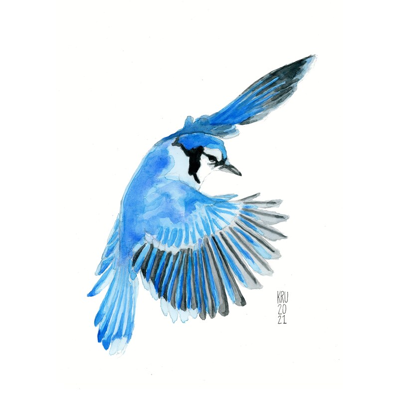 Blue Jay Art Print - Etsy