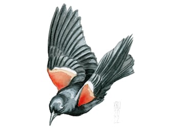 Red-winged Blackbird Art Print / Field Guide / Bird Poster / - Etsy