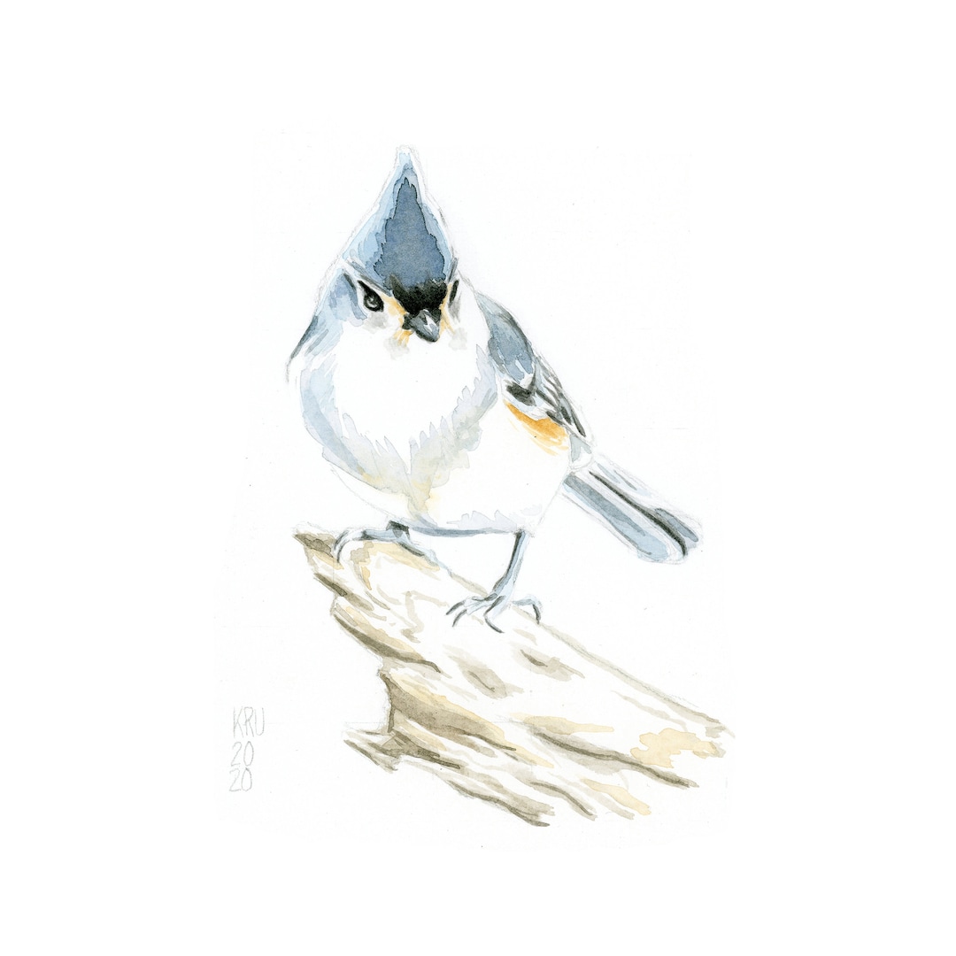 Tufted Titmouse Art Print - Etsy