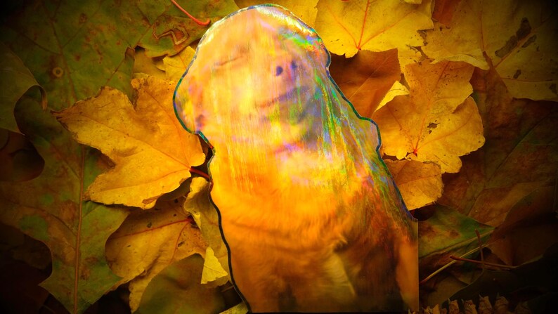 Dog Meme Sticker 5x3 Inch UV/WEATHERPROOF & WATERPROOF Outdoor/indoor ...