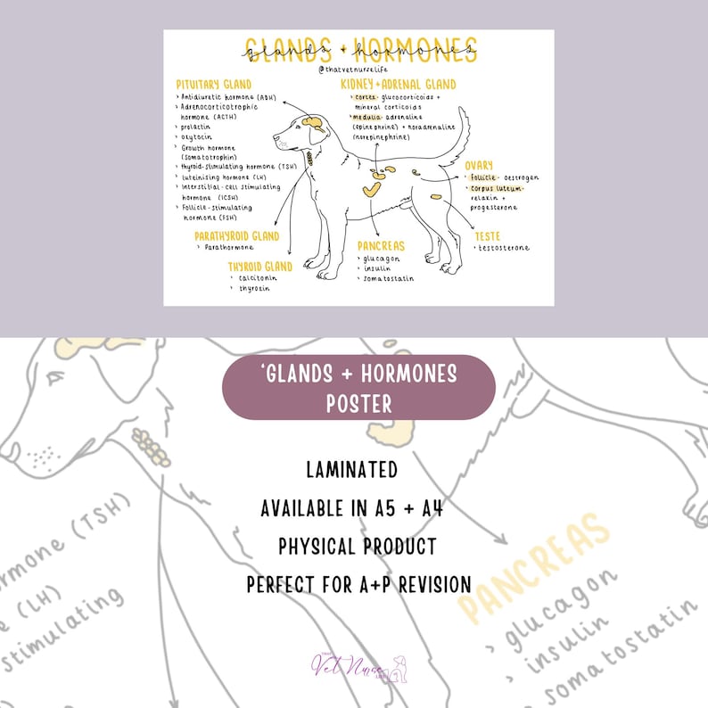 Veterinary Endocrine System Poster | Glands & Hormones Anatomy Revision ...