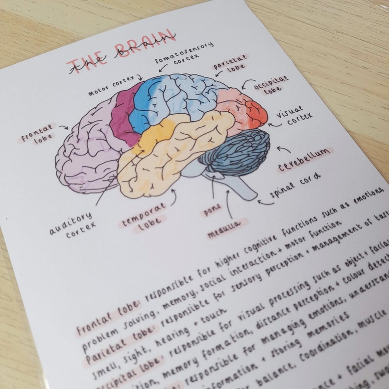A4/A5 Brain Anatomy Illustrated Poster Veterinary Human - Etsy