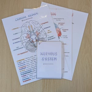 A4/A5 Brain Anatomy Illustrated Poster Veterinary Human Medicine Vet ...