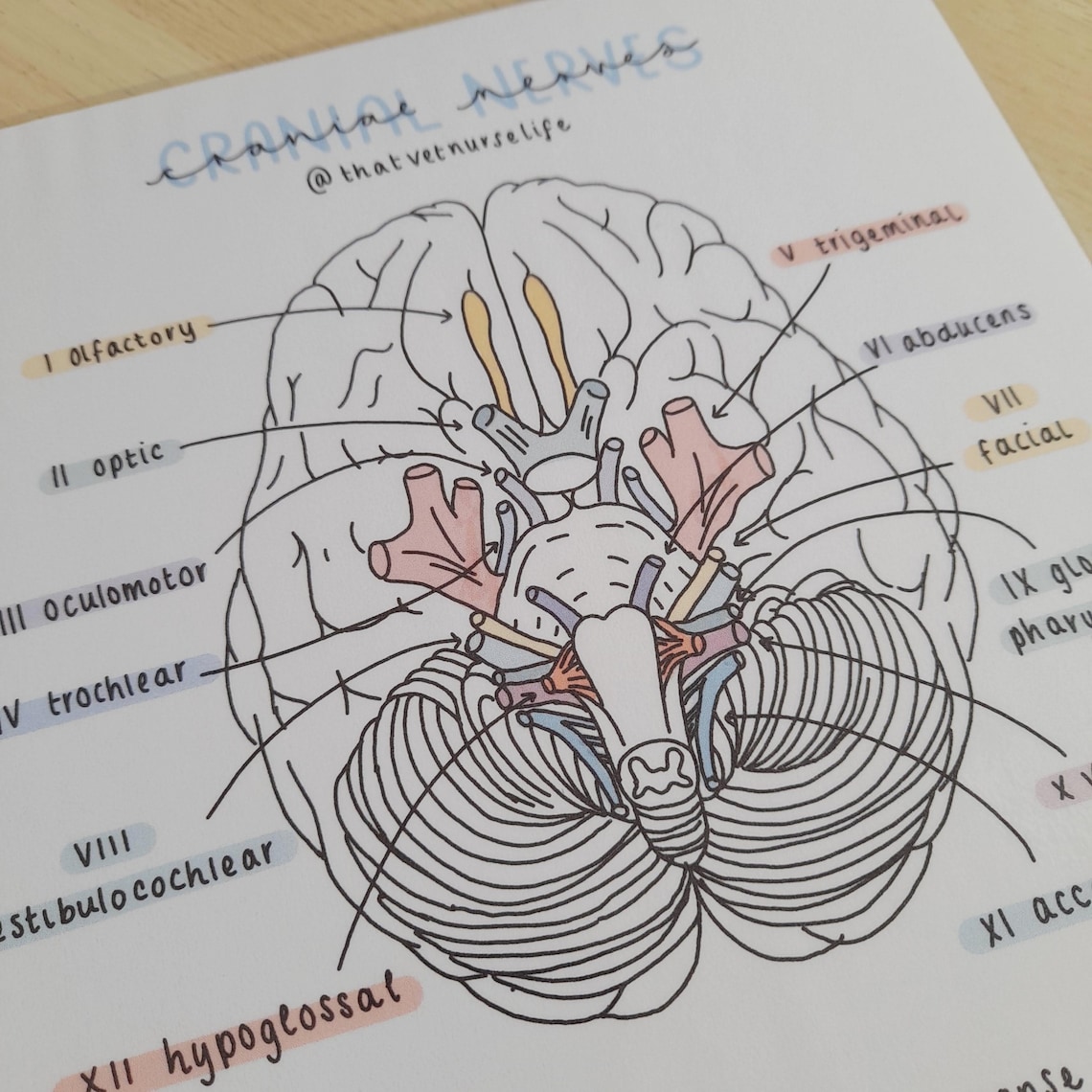 A4/A5 Cranial Nerves Illustrated Poster Veterinary Nervous System ...