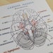 A4/A5 Cranial Nerves Illustrated Poster Veterinary Nervous System ...