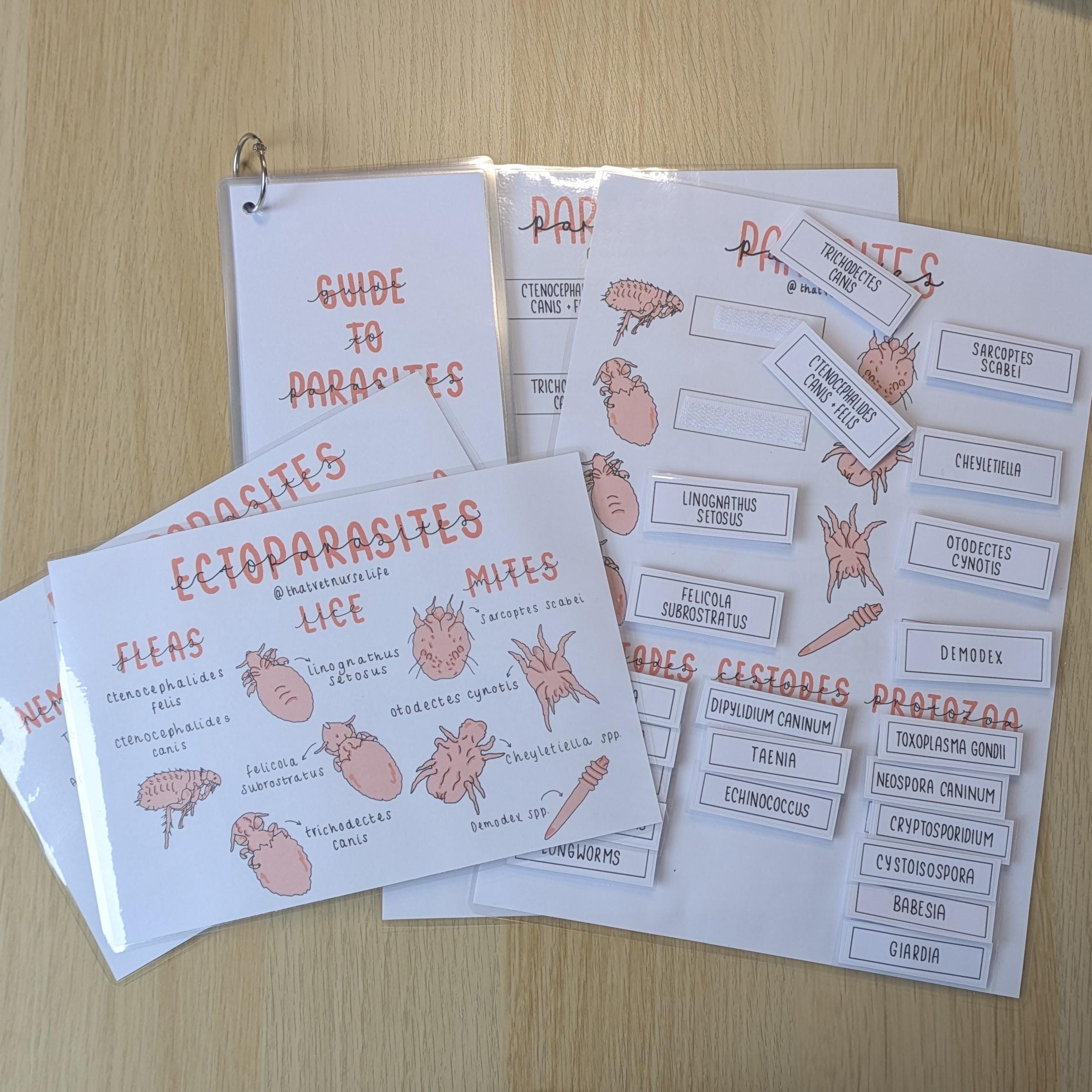 A5 Parasite Poster Basic Parasitology for Student Veterinary Nurse Tech ...