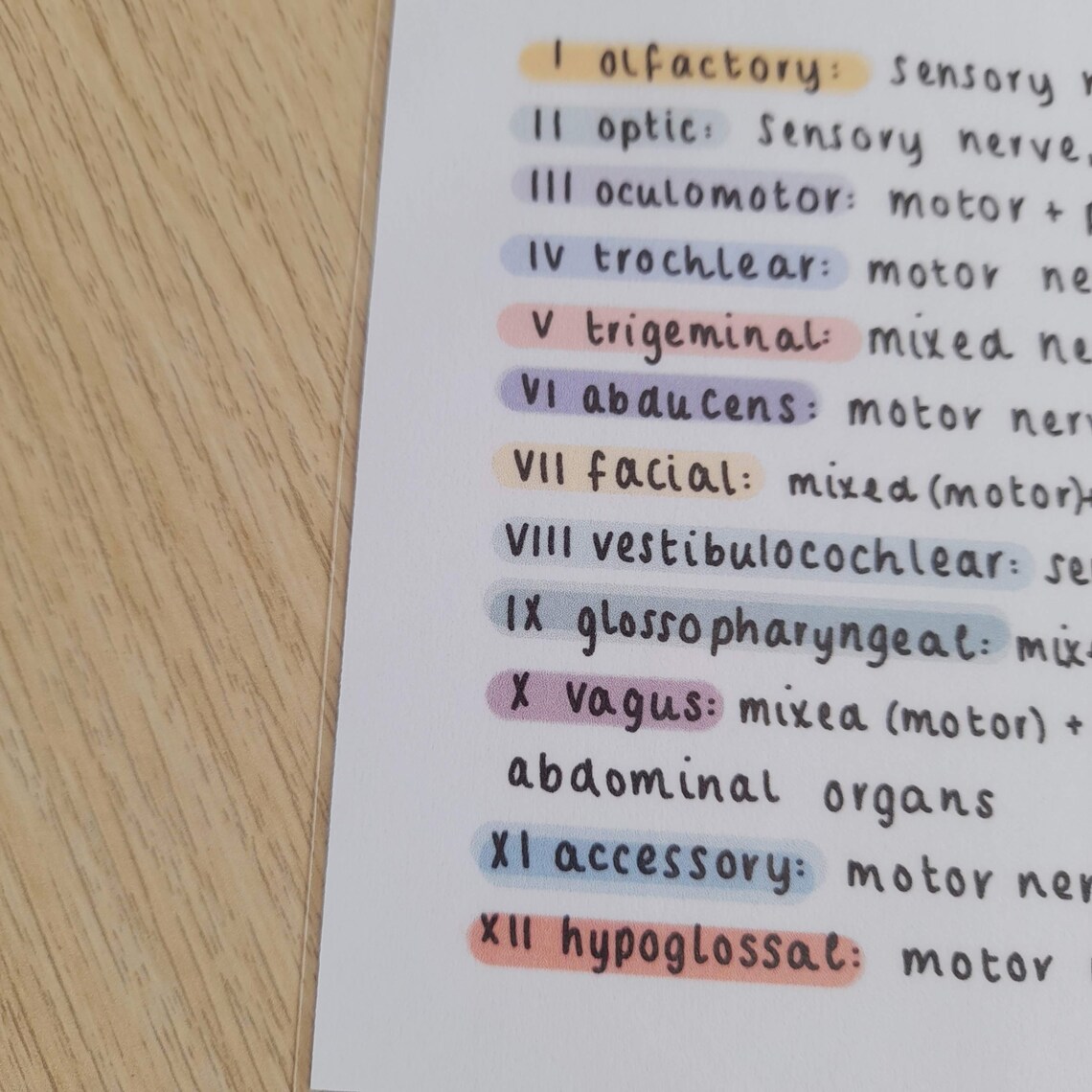 A4/A5 Cranial Nerves Illustrated Poster Veterinary Nervous System ...