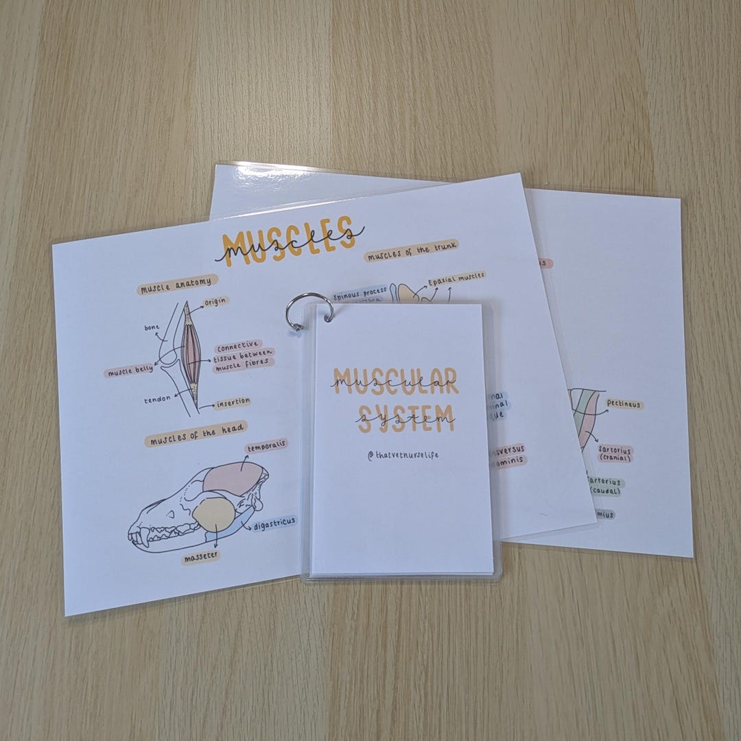 A4/A5 Muscles Poster Veterinary Muscular System Illustrated Revision ...