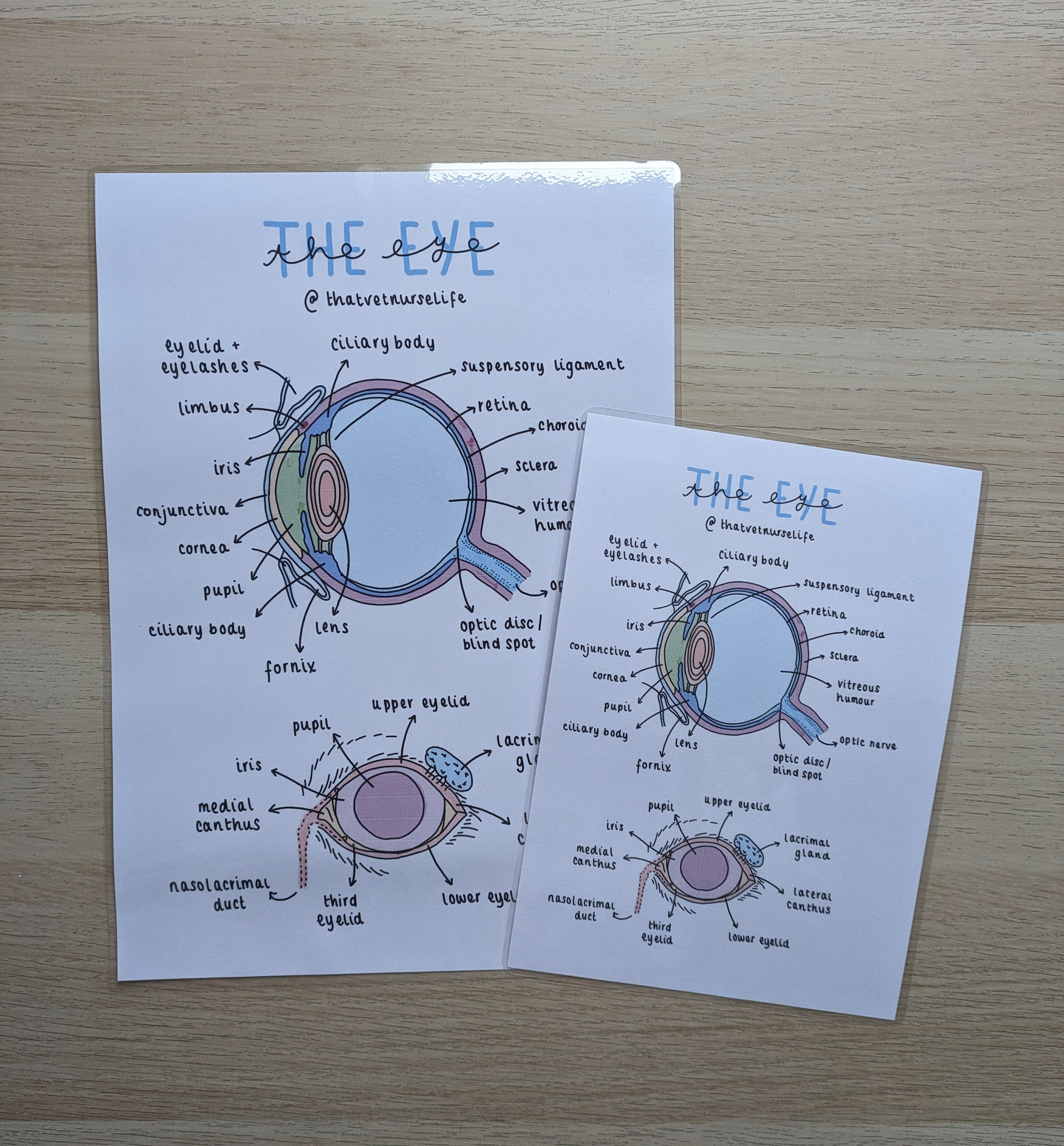 A4/A5 Eye Anatomy Illustrated Poster Veterinary Human Medicine Vet ...