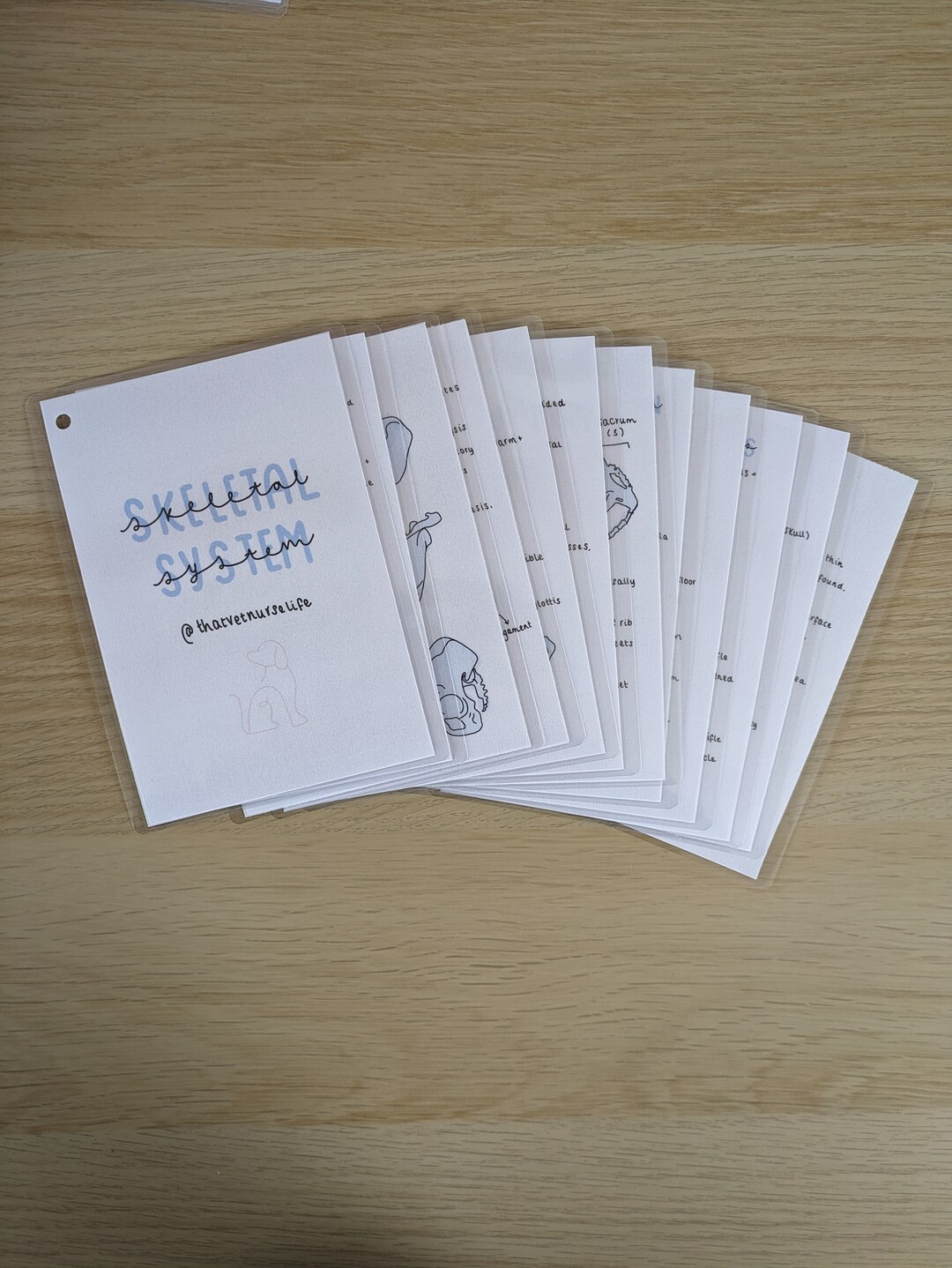 Veterinary Anatomy Flashcards: Skeletal System A+P Revision - Etsy UK