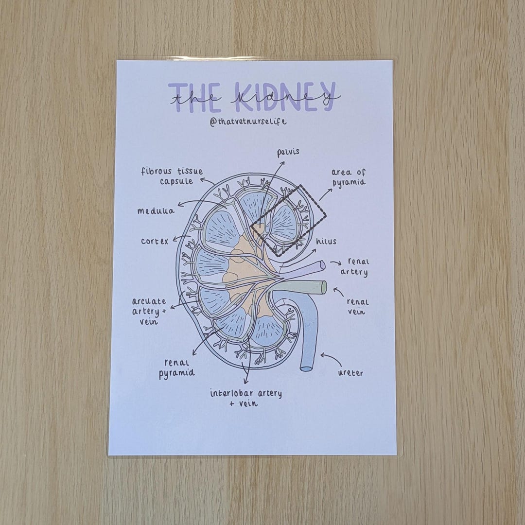 A4/A5 Kidney Anatomy Illustrated Poster Veterinary Human Medicine Vet ...