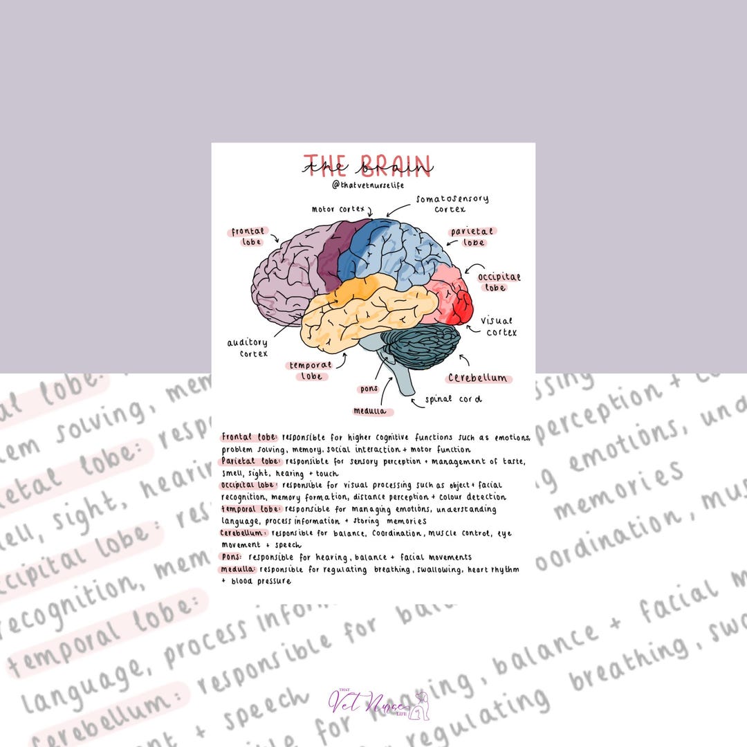 A5 Brain Anatomy Illustrated Poster: Vet Nurse Revision Resources - Etsy