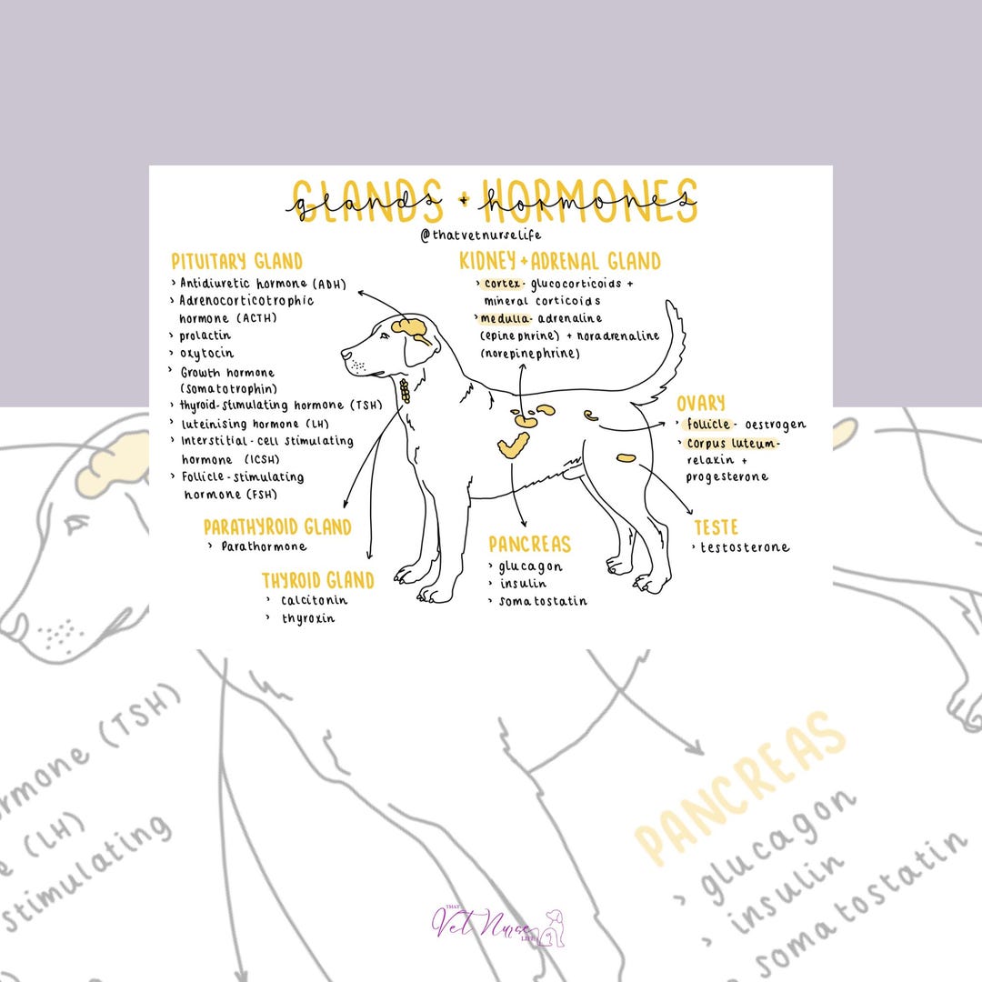 Endocrine System Anatomy Poster: Veterinary Medicine Glands & Hormones ...