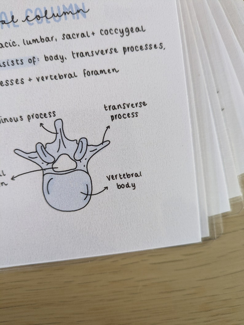 Veterinary Anatomy Flashcards: Skeletal System A+P Revision - Etsy UK