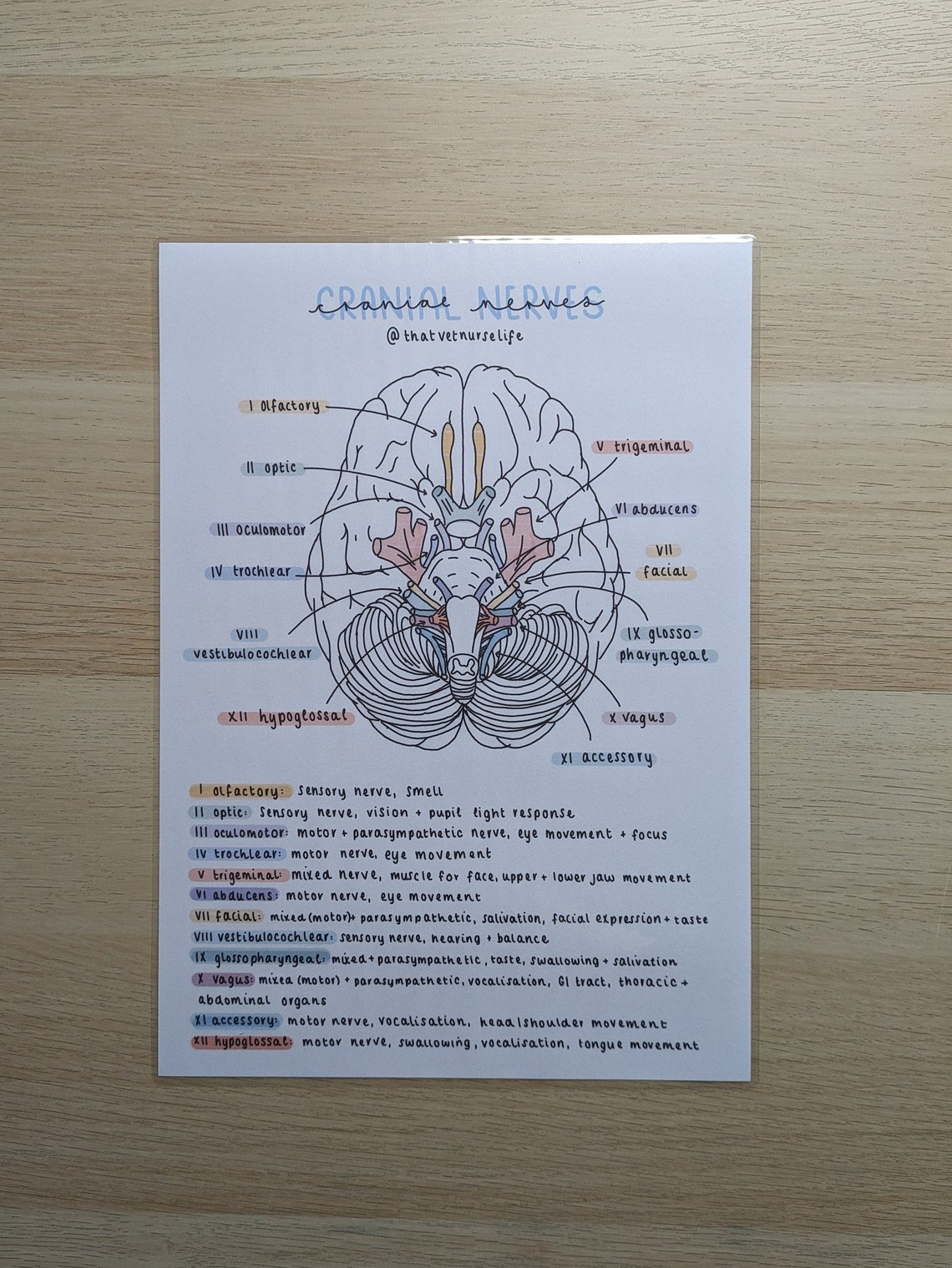 A4/A5 Cranial Nerves Illustrated Poster Veterinary Nervous System ...