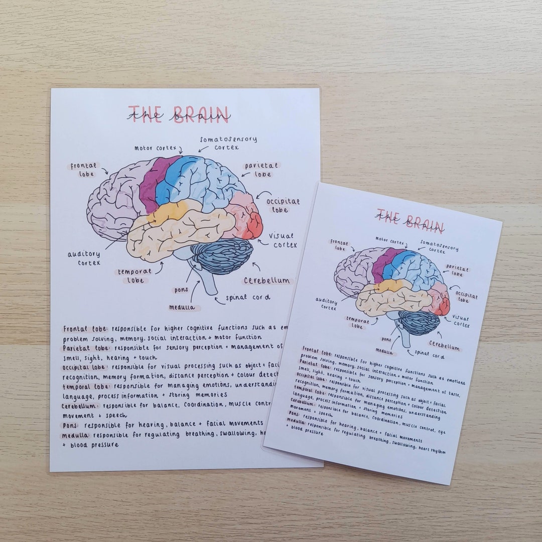 A4/A5 Brain Anatomy Illustrated Poster Veterinary Human Medicine Vet ...