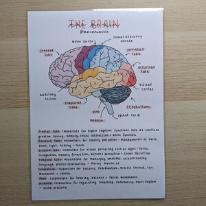 A4/A5 Brain Anatomy Illustrated Poster Veterinary Human Medicine Vet ...